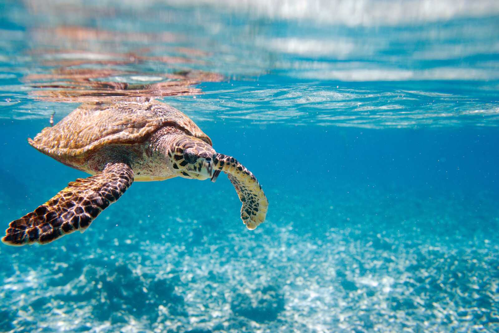 Sea Turtle Wallpapers (60 images) - WallpaperCat