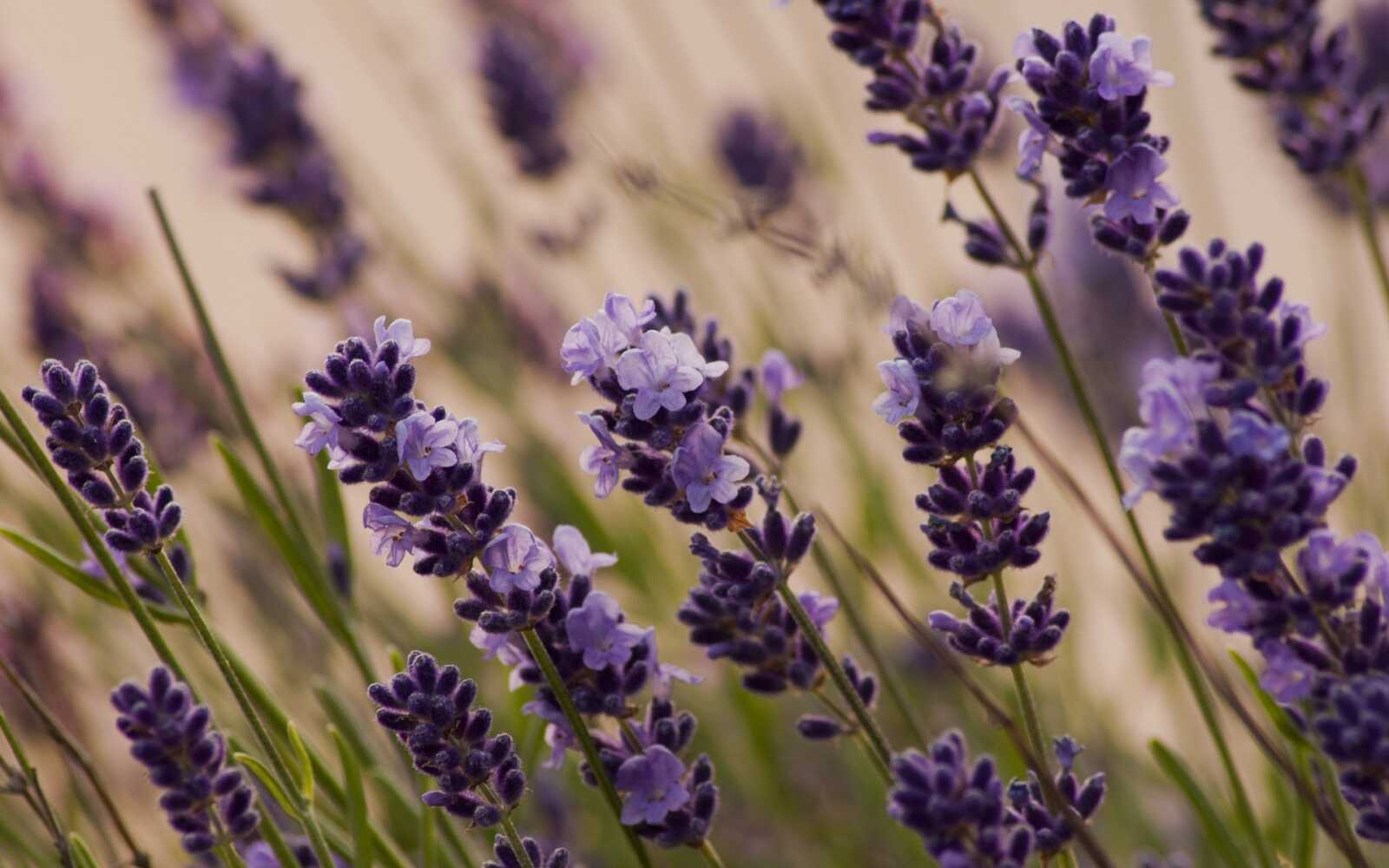 Lavender Wallpapers (97 images) - WallpaperCat