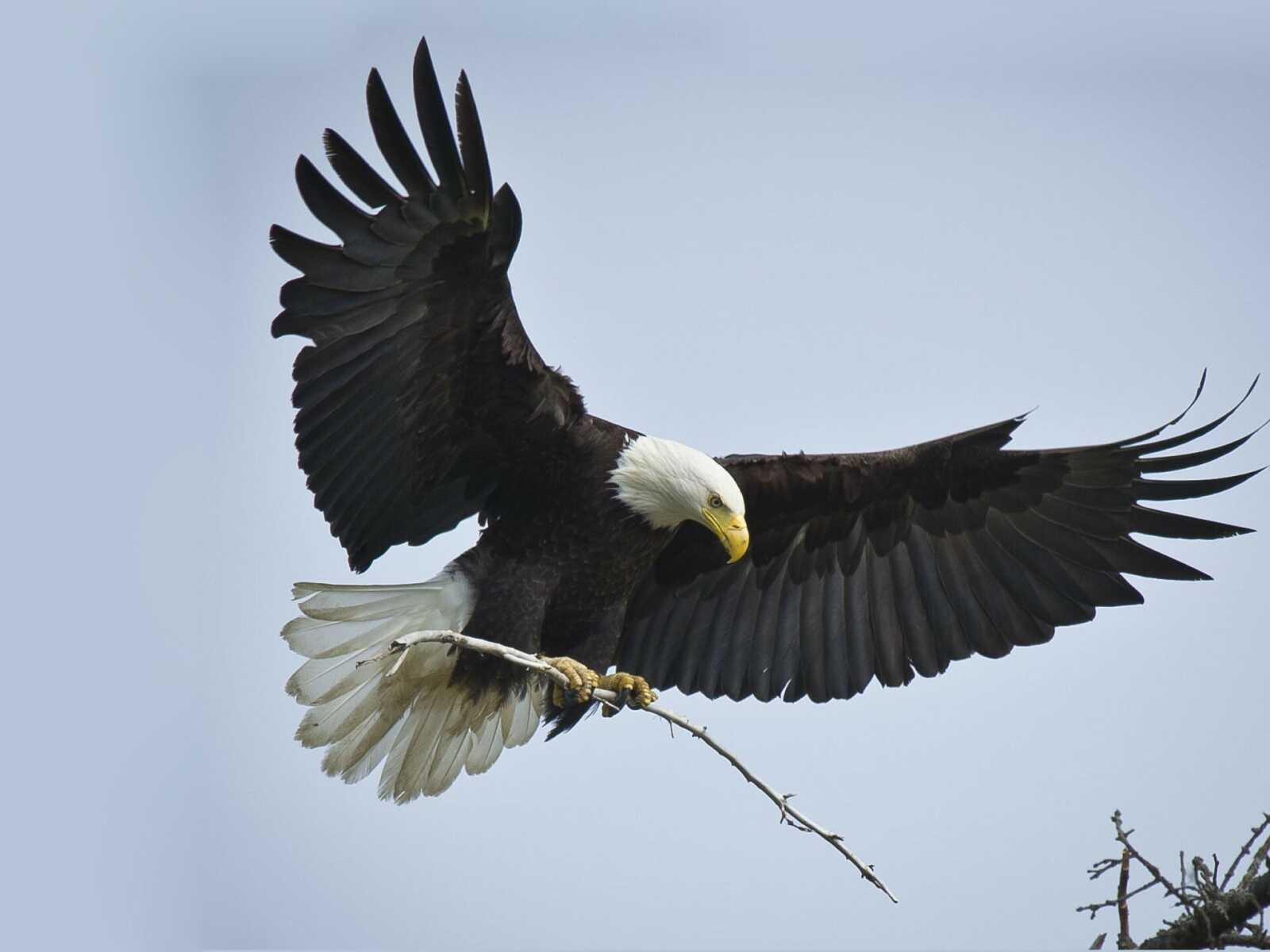 Eagle Wallpapers (47 images) - WallpaperCat
