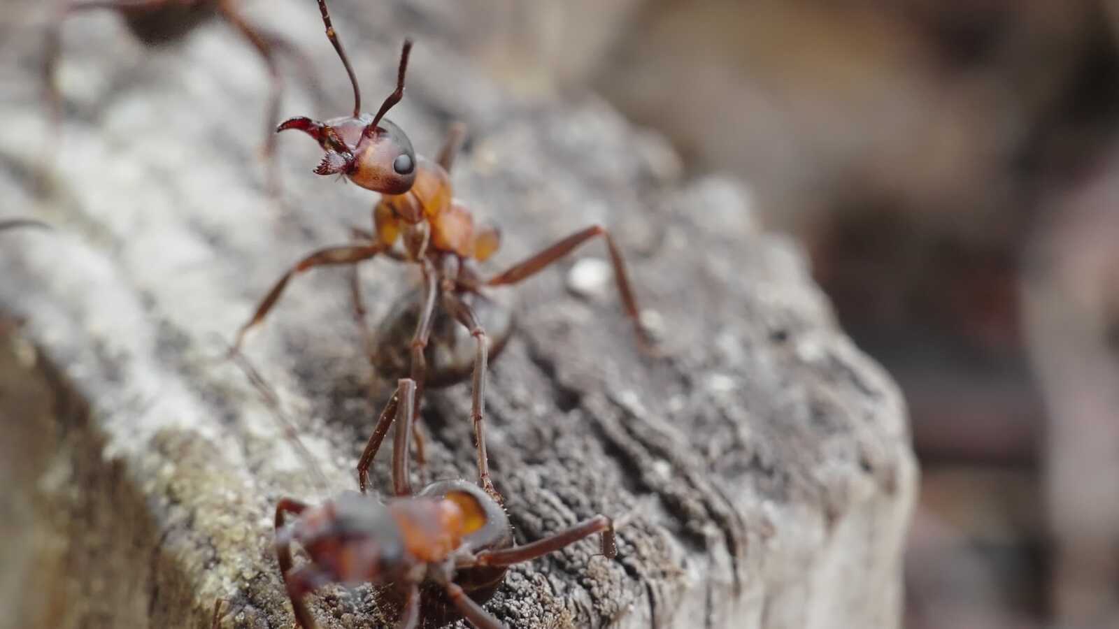 Ant Wallpapers (35 images) - WallpaperCat