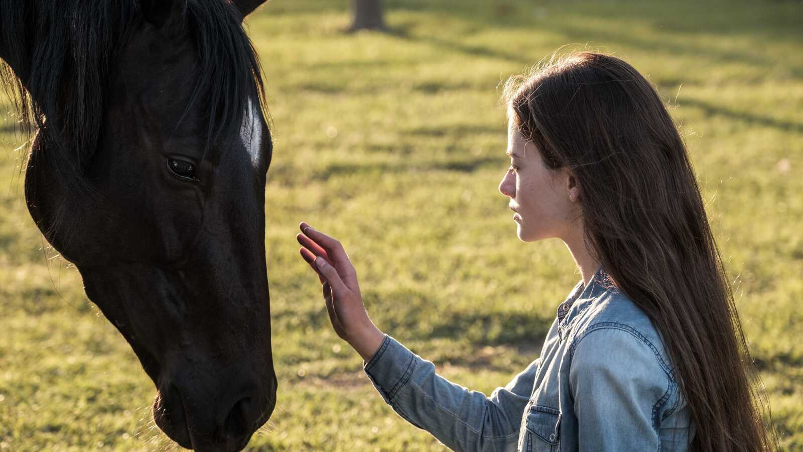 Black Beauty (Movie) Wallpapers (17 images) - WallpaperCat