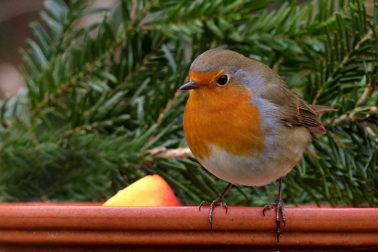 Robin (Bird) Wallpapers (44 images) - WallpaperCat