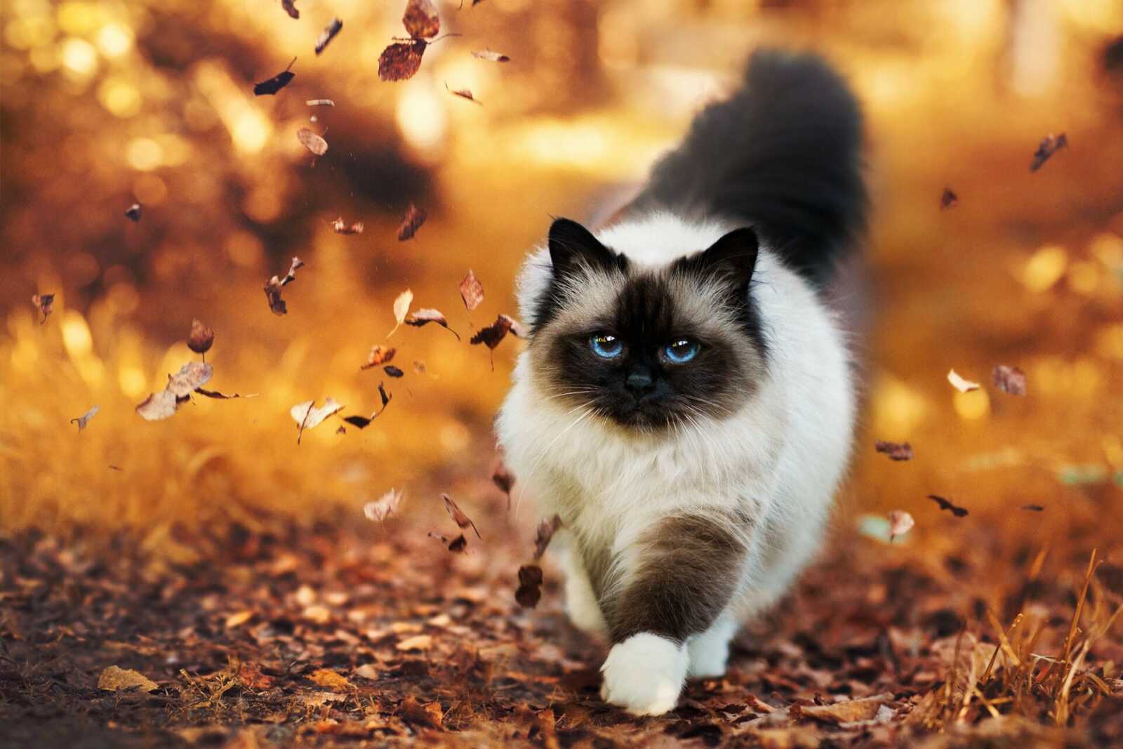 Cat Wallpapers (148 images) - WallpaperCat