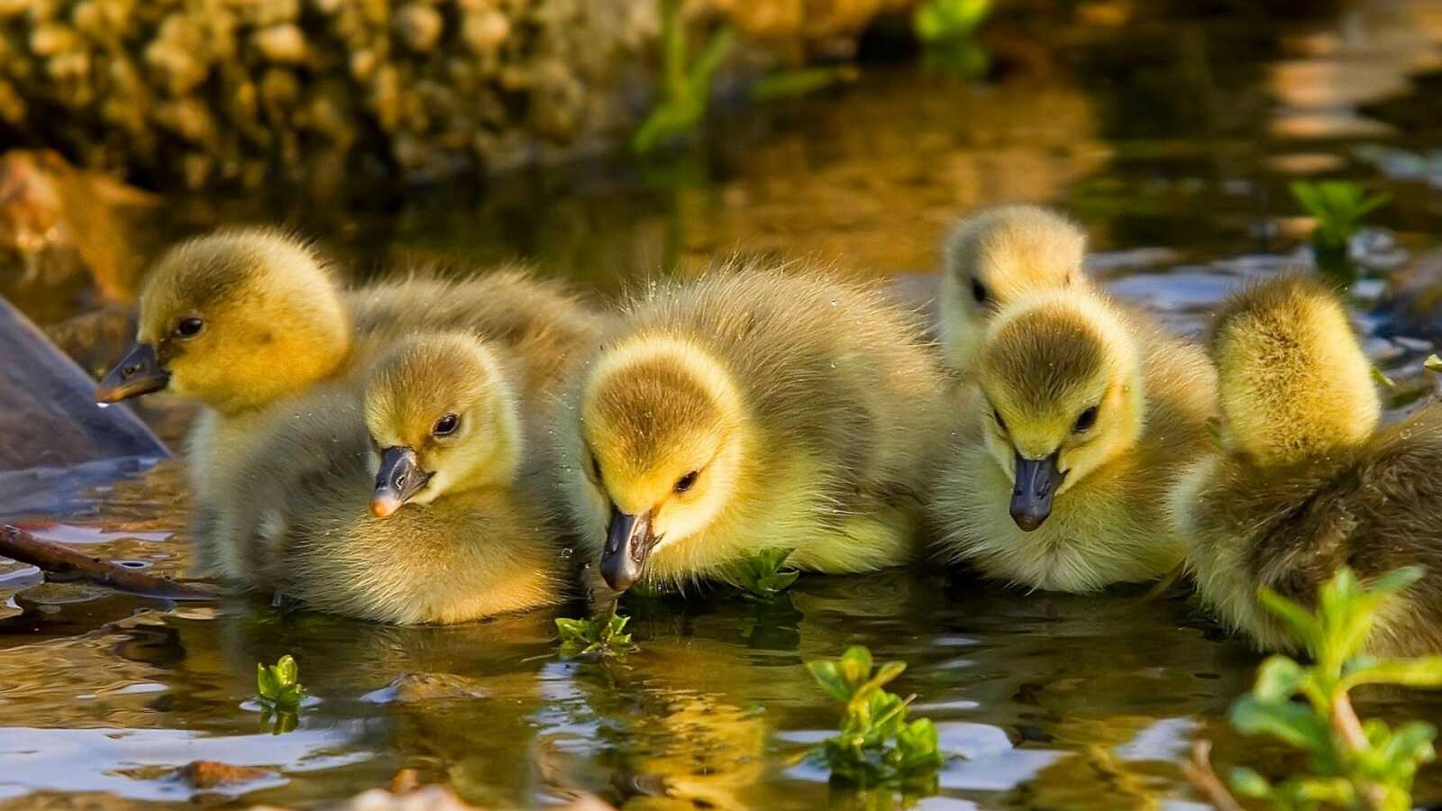 Duck Wallpapers (58 images) - WallpaperCat