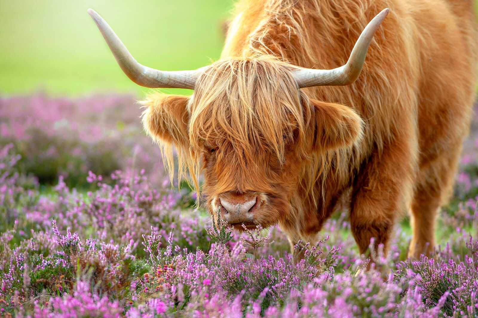 Cow Wallpapers (58 images) - WallpaperCat