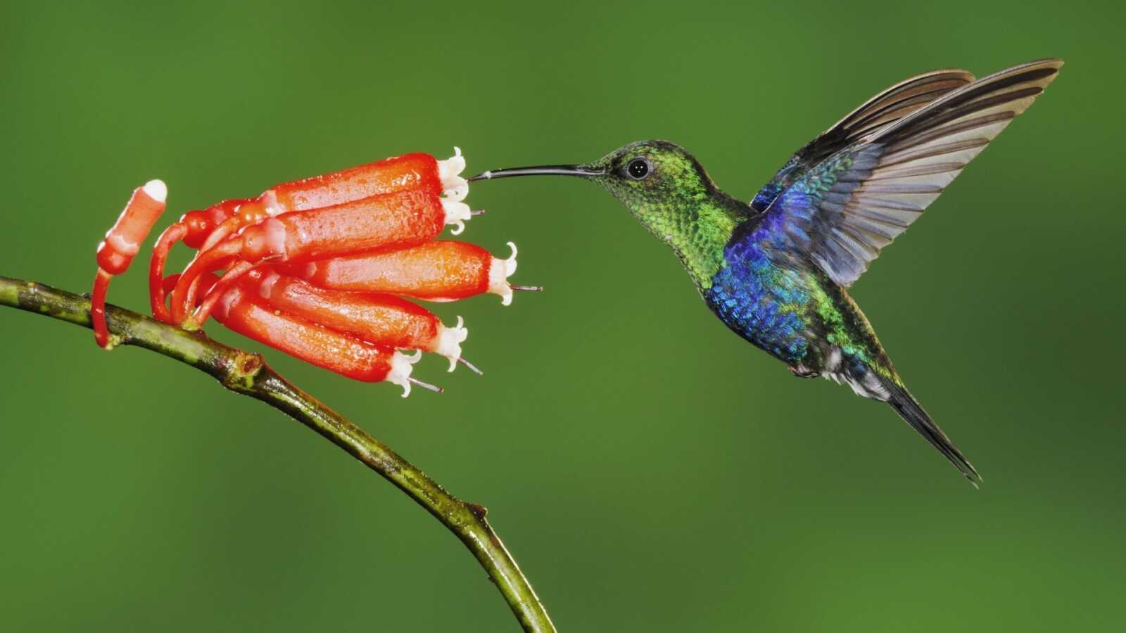 Hummingbird Wallpapers (51 images) - WallpaperCat