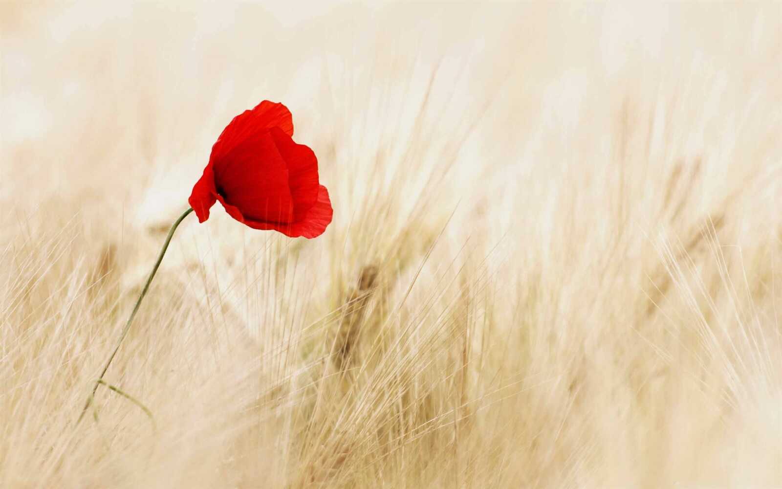 Poppy Flower Wallpapers (76 images) - WallpaperCat