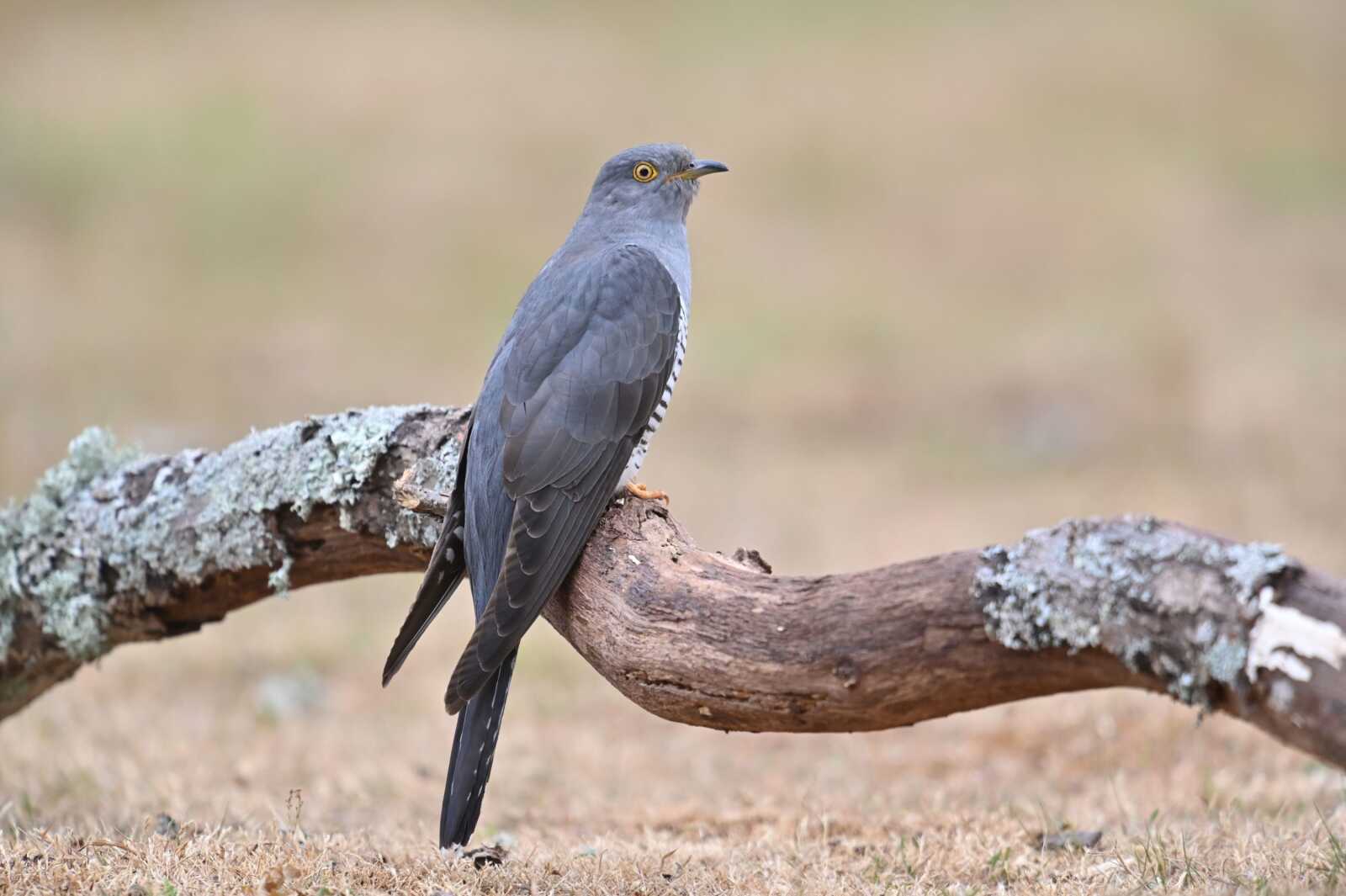 Cuckoo Wallpapers (20 images) - WallpaperCat