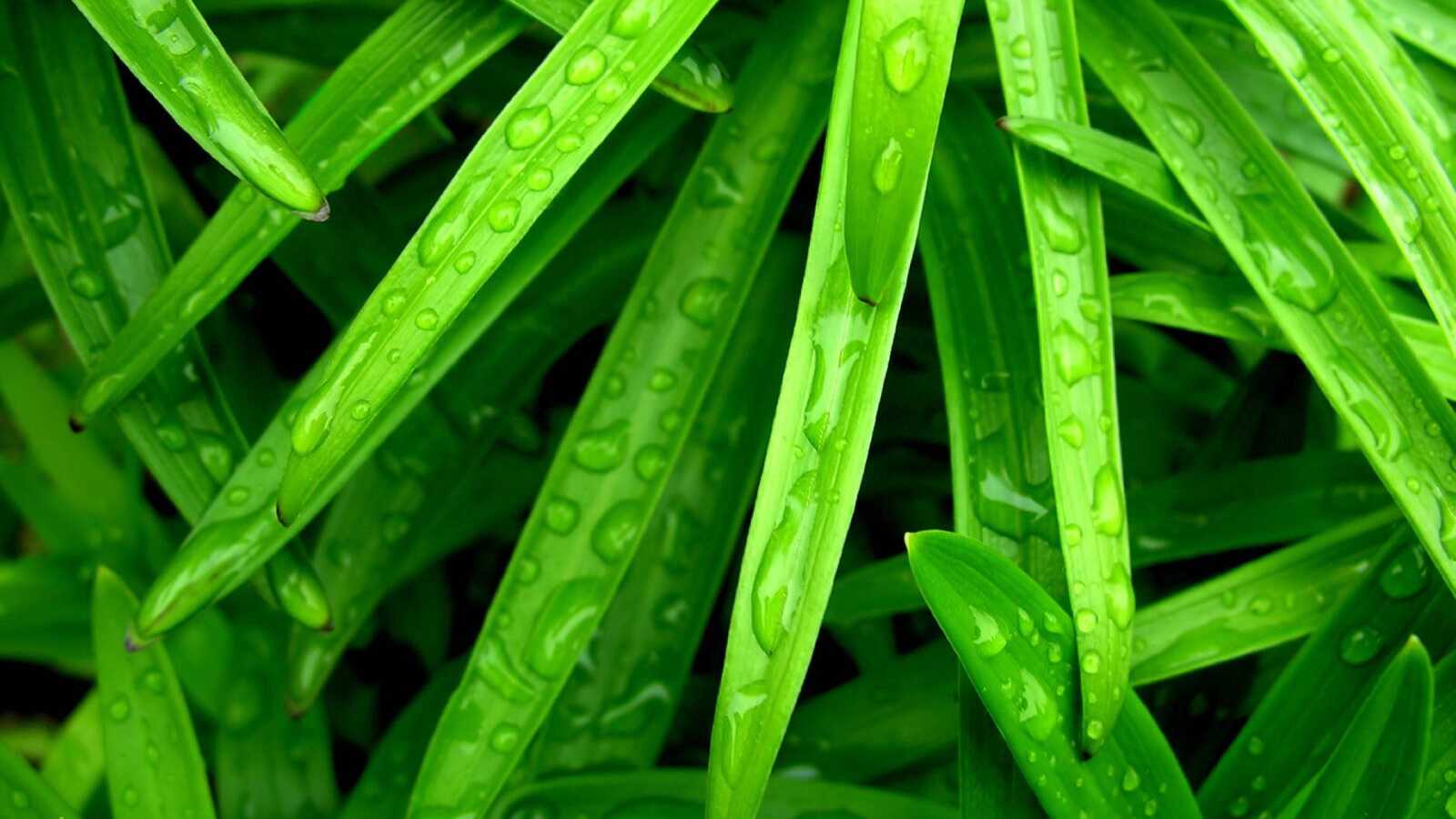 Grass Wallpapers (51 images) - WallpaperCat