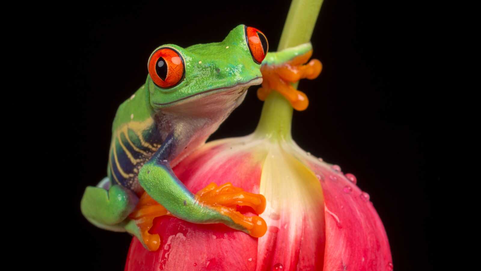 Frog Wallpapers (58 images) - WallpaperCat
