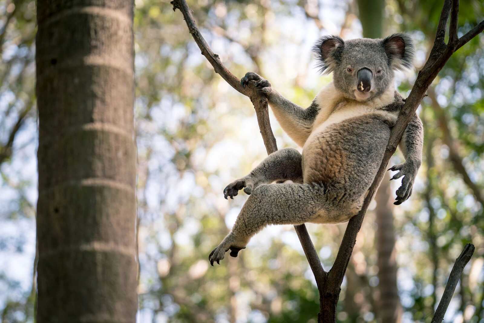 Koala Wallpapers (86 images) - WallpaperCat