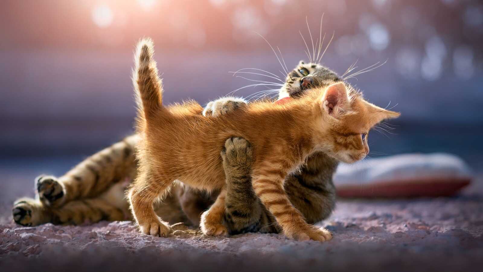 Kitten Wallpapers (115 images) - WallpaperCat