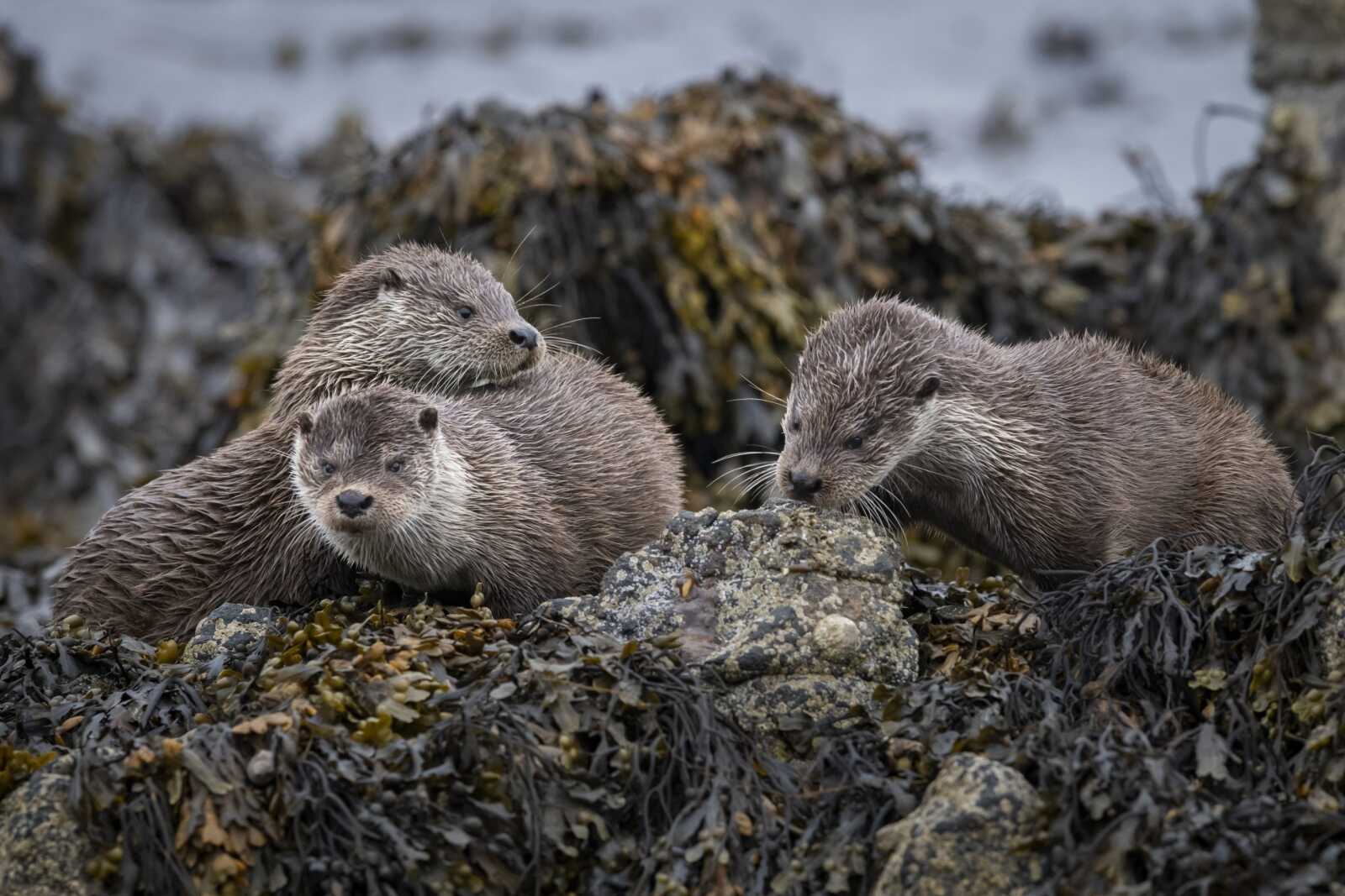 Otter Wallpapers (54 images) - WallpaperCat