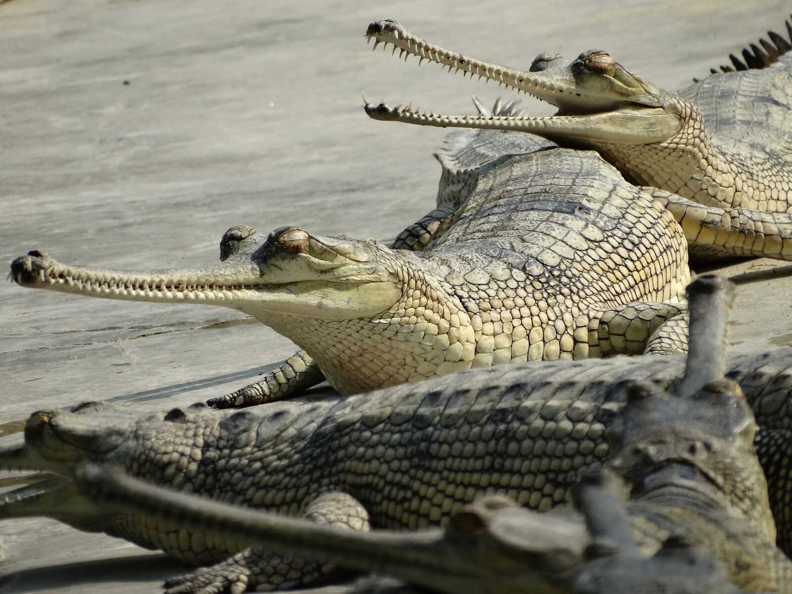 Chitwan National Park Wallpapers (23 images) - WallpaperCat