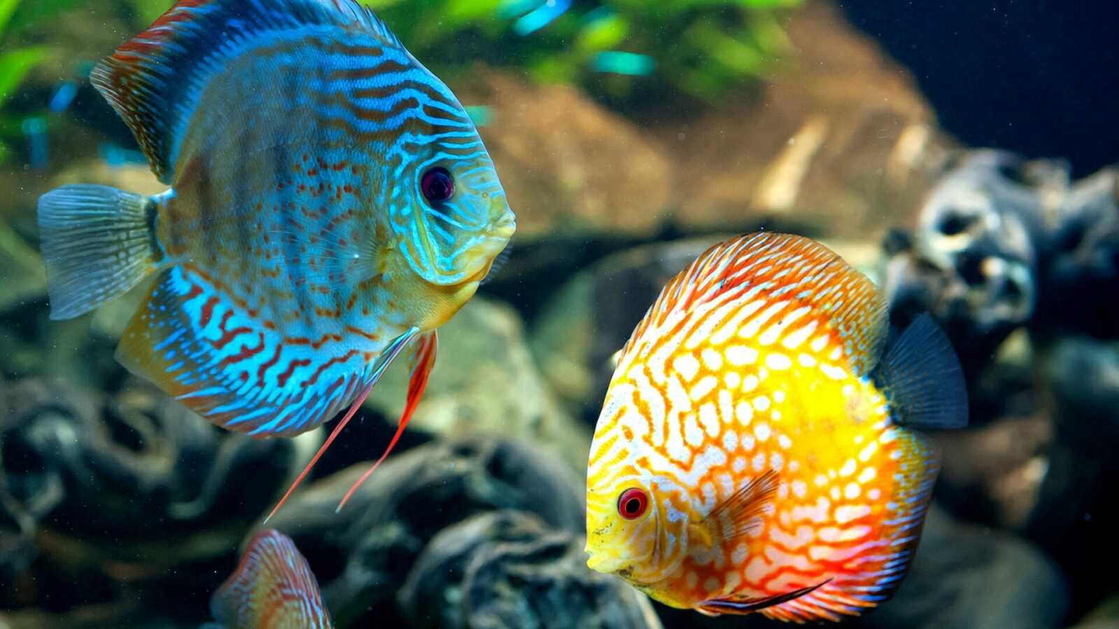 Fish Wallpapers (94 images) - WallpaperCat