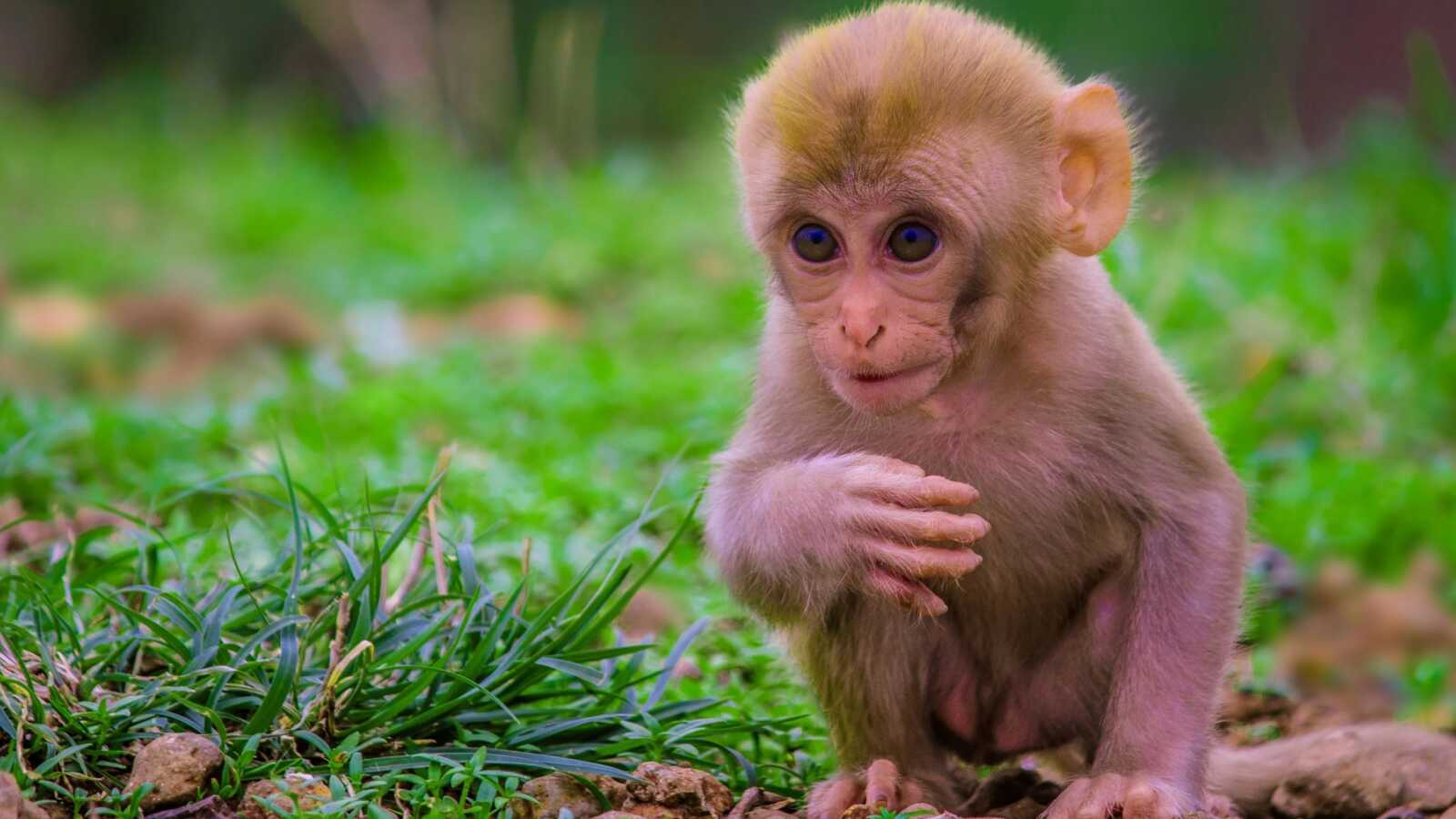 Monkey Wallpapers (60 images) - WallpaperCat