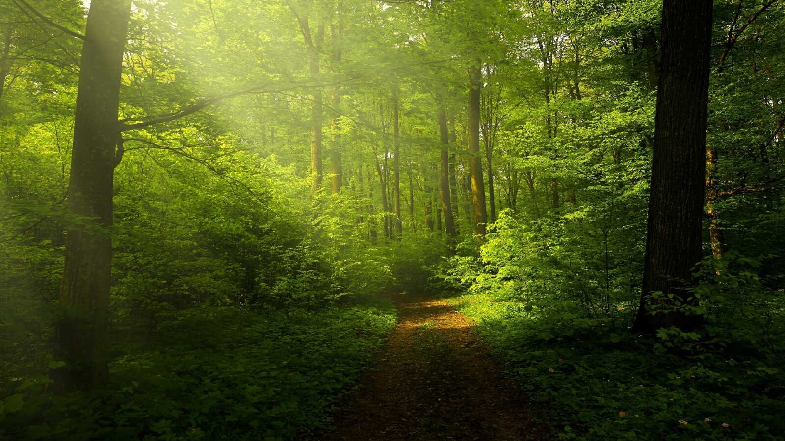 Green Forest Wallpapers (59 images) - WallpaperCat