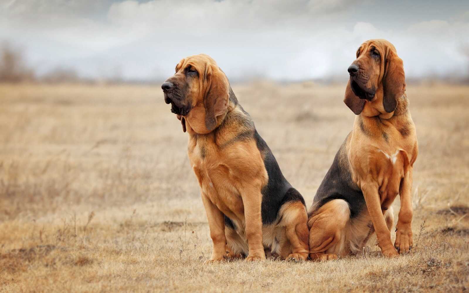 Bloodhound Wallpapers (14 images) - WallpaperCat