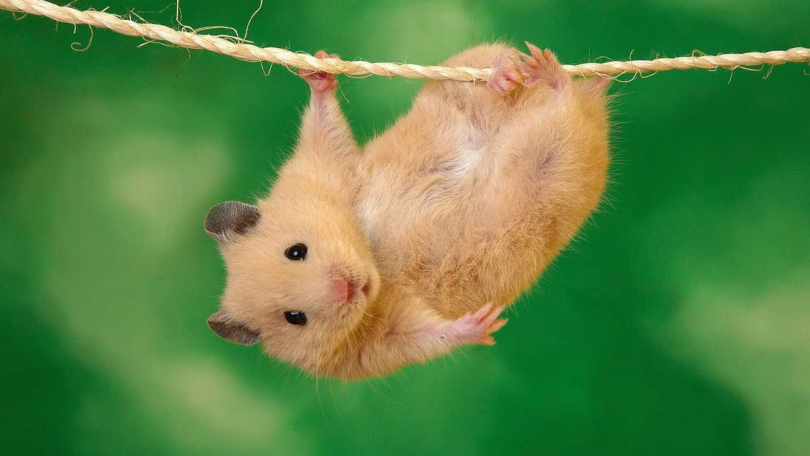 Hamster Wallpapers (49 images) - WallpaperCat