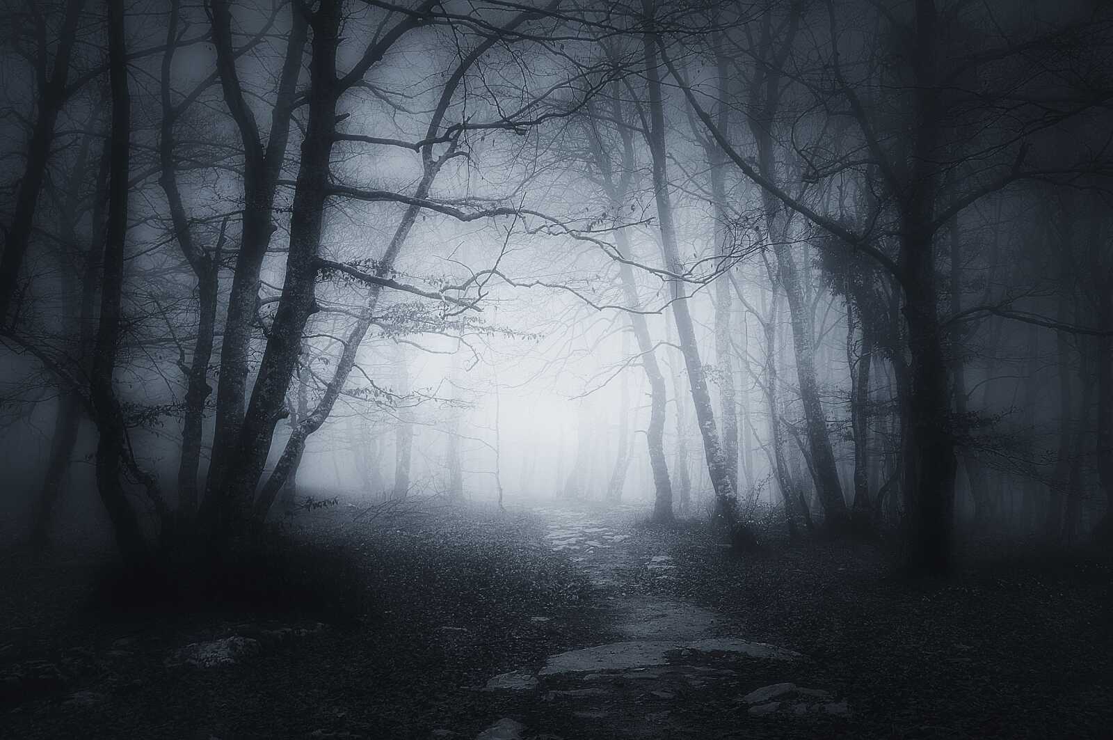 Haunted Forest Wallpapers 32 Images Wallpapercat