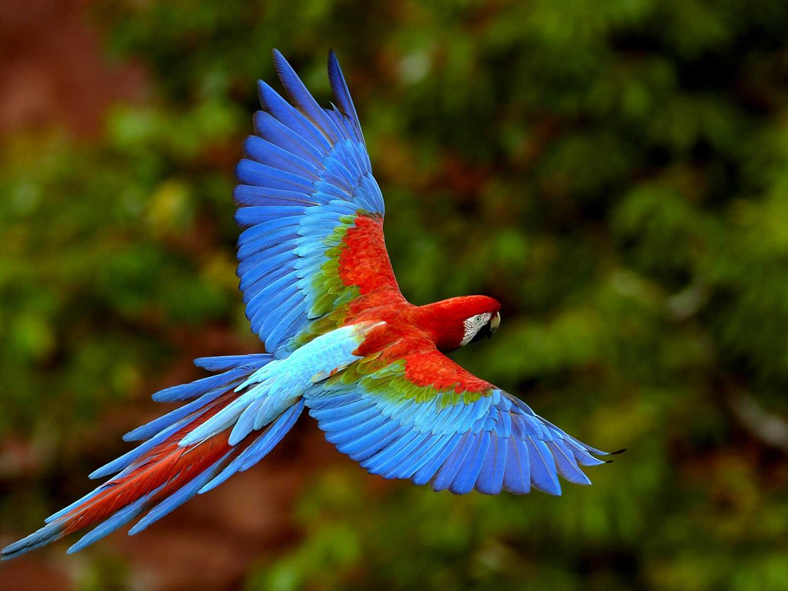 Bird Wallpapers (109 images) - WallpaperCat