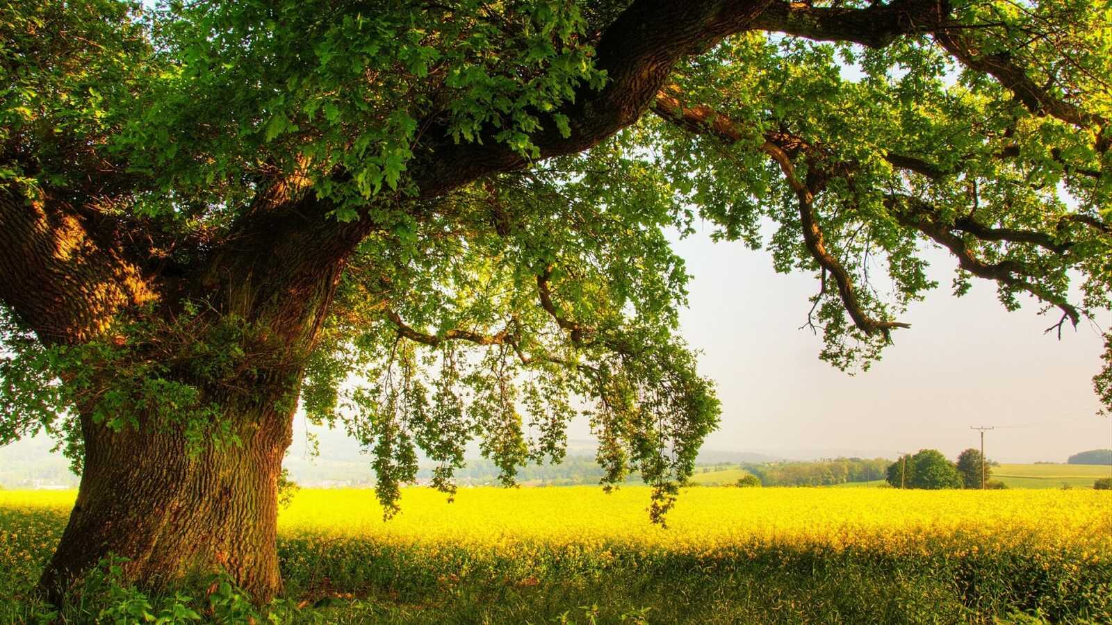Oak Tree Wallpapers (58 images) - WallpaperCat