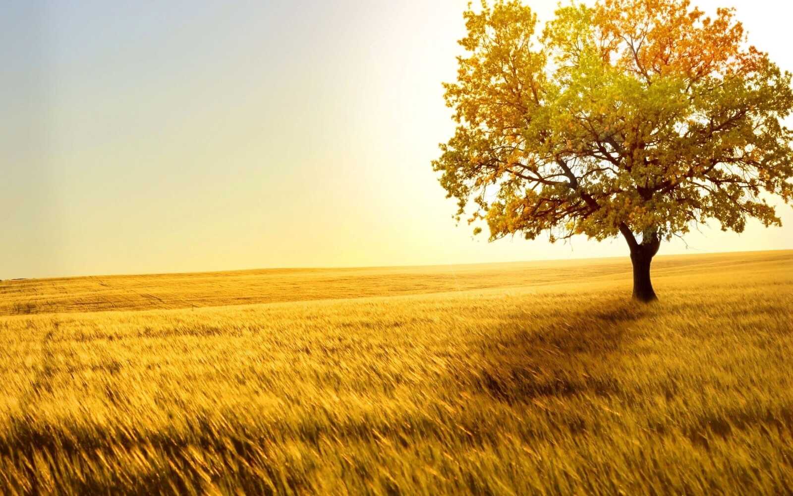 Oak Tree Wallpapers (58 images) - WallpaperCat