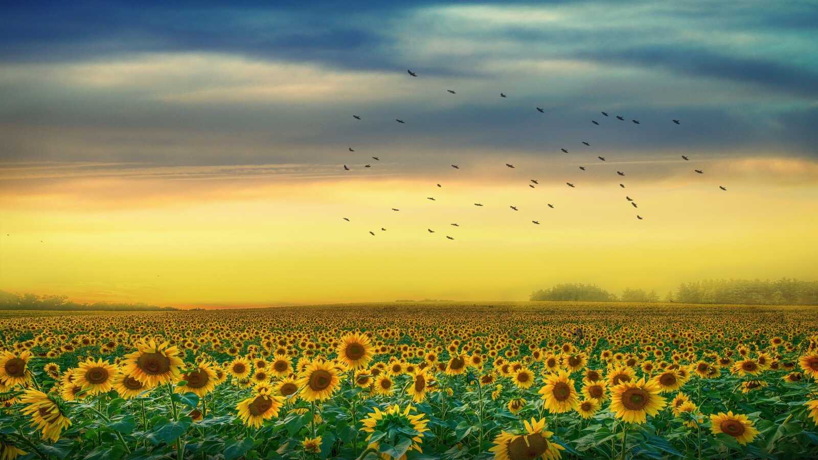 Sunflower Wallpapers (38 images) - WallpaperCat