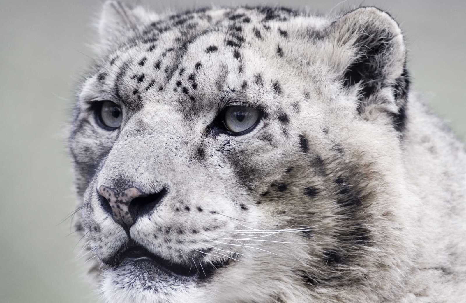Snow Leopard Wallpapers (76 images) - WallpaperCat