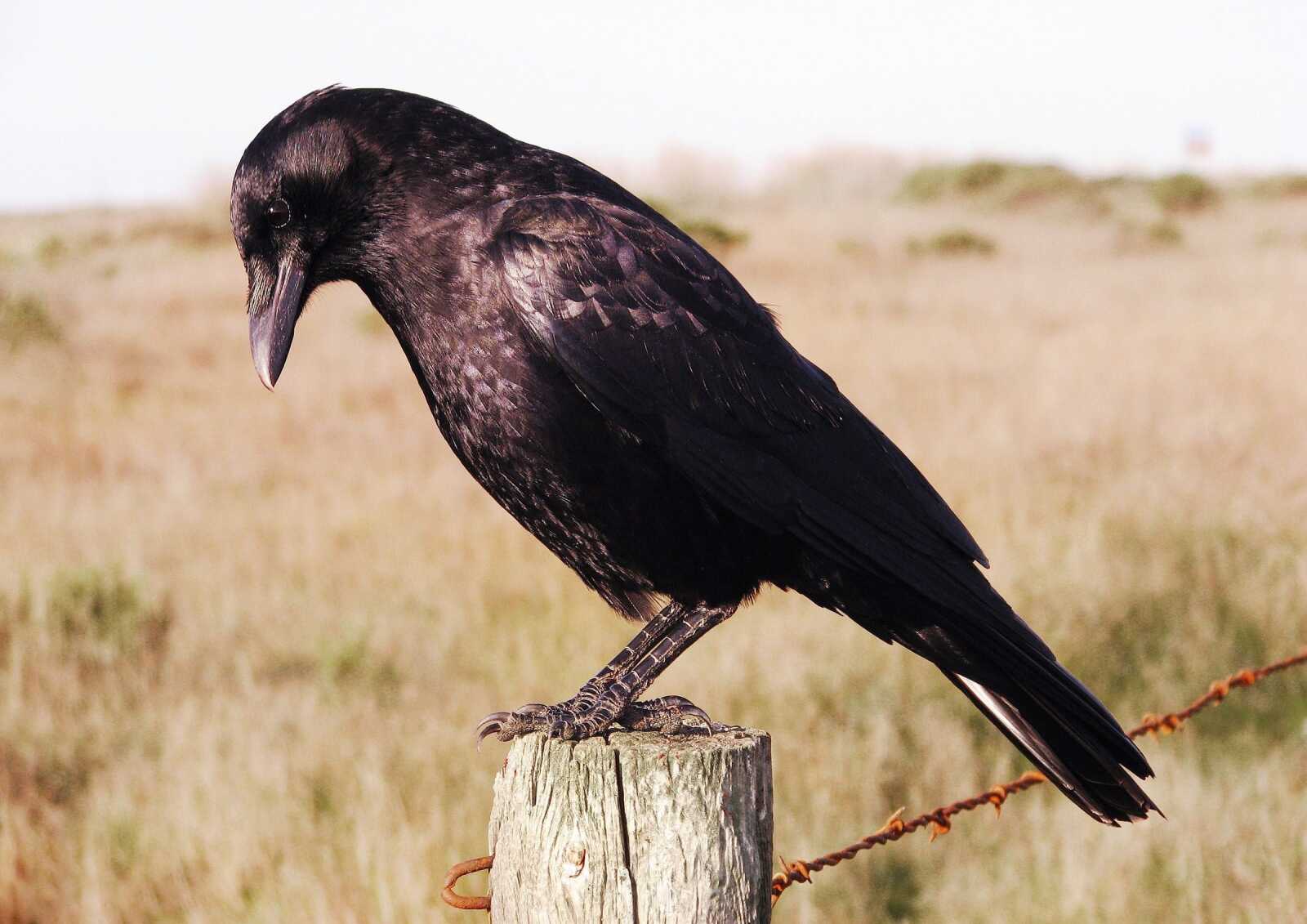 Crow Wallpapers (39 images) - WallpaperCat