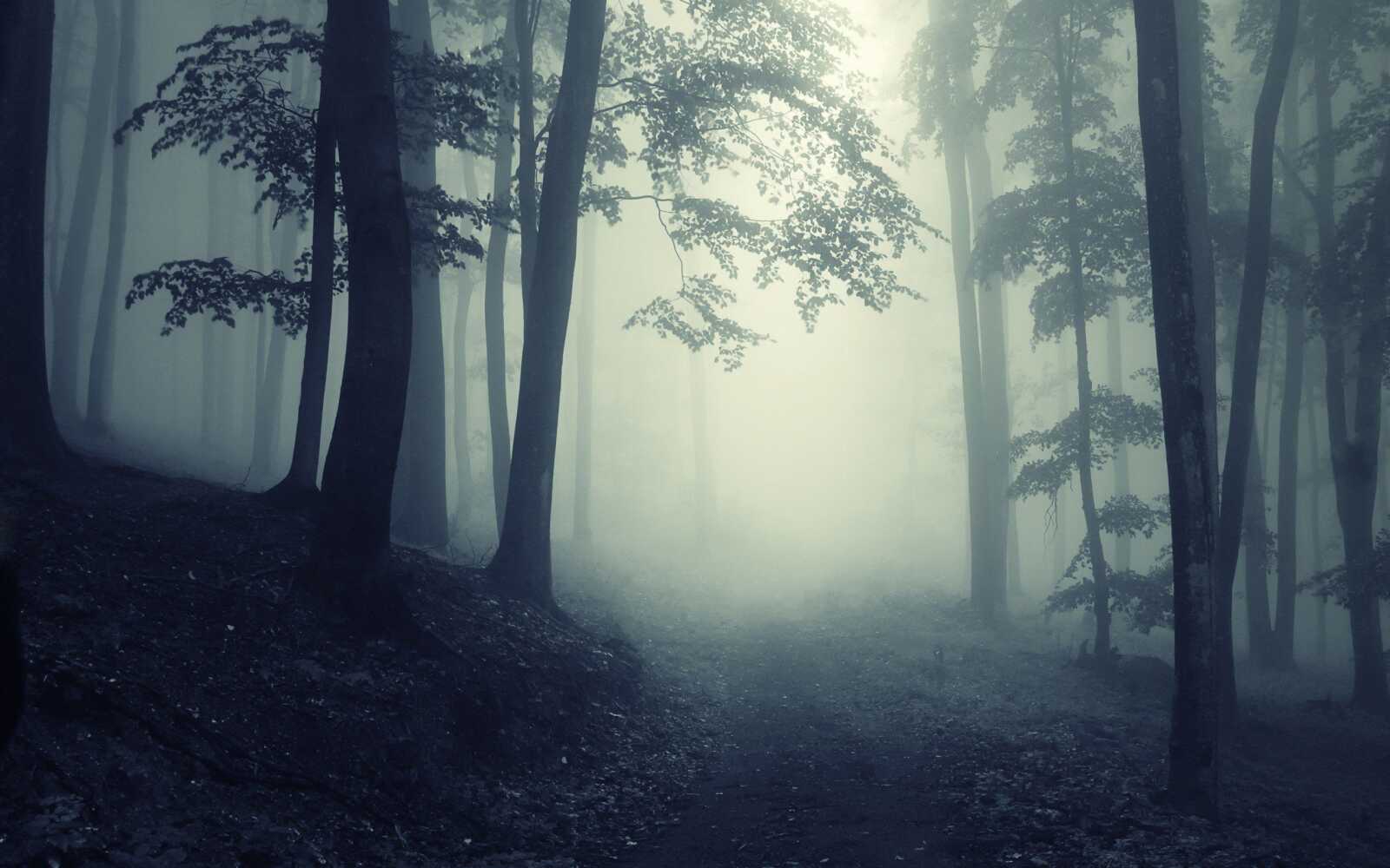 Haunted Forest Wallpapers 32 Images Wallpapercat