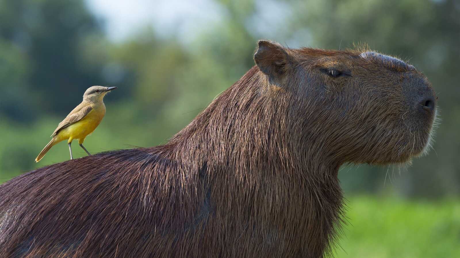 Capybara Wallpapers (43 images) - WallpaperCat