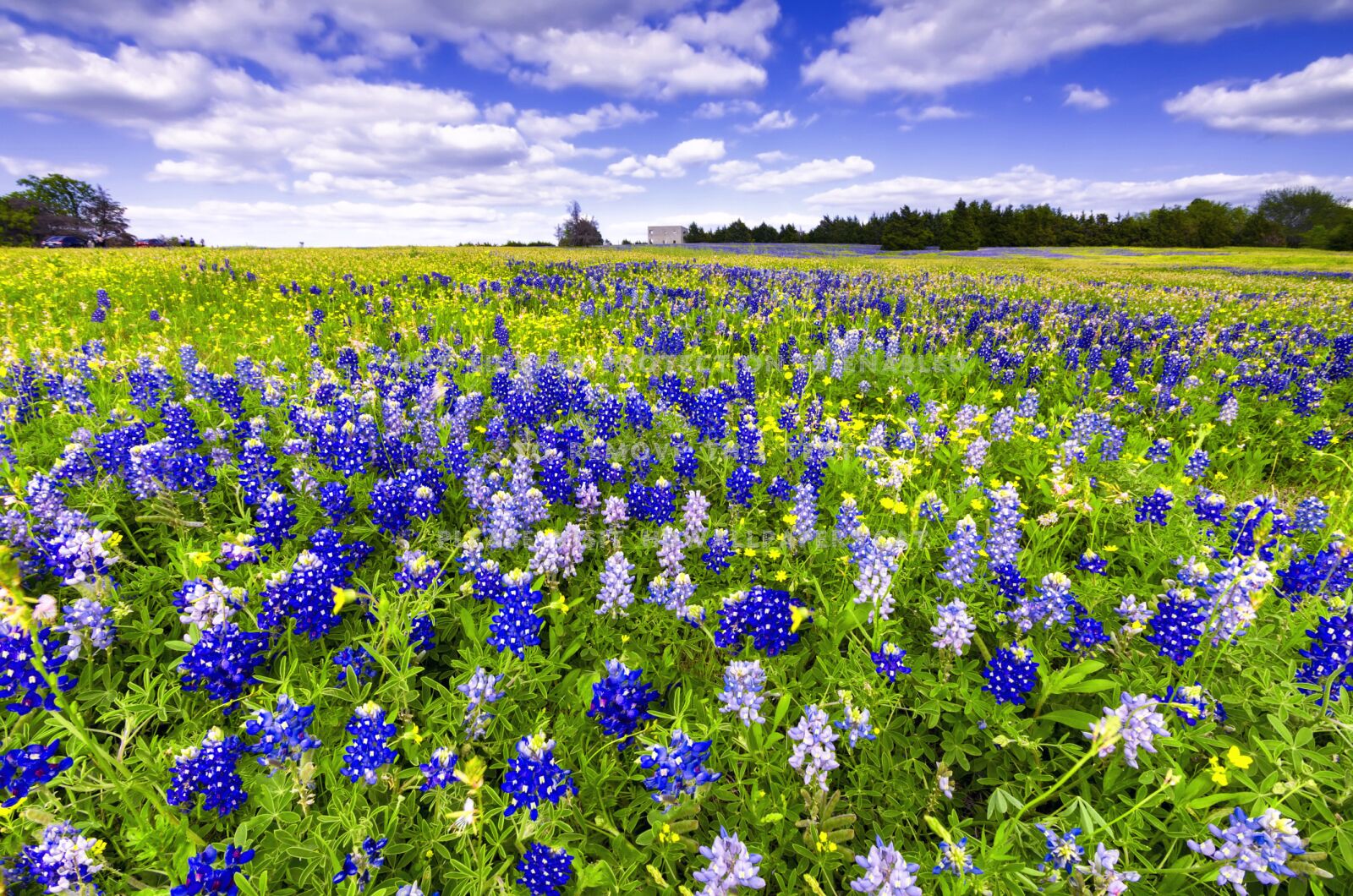 Bluebonnet Wallpapers (44 images) - WallpaperCat