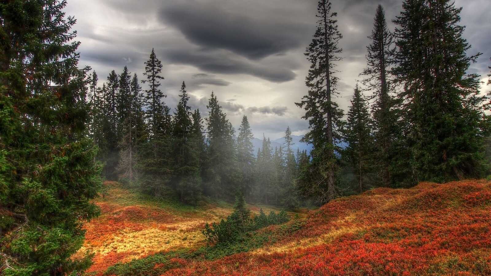 Fir Tree Wallpapers (31 images) - WallpaperCat