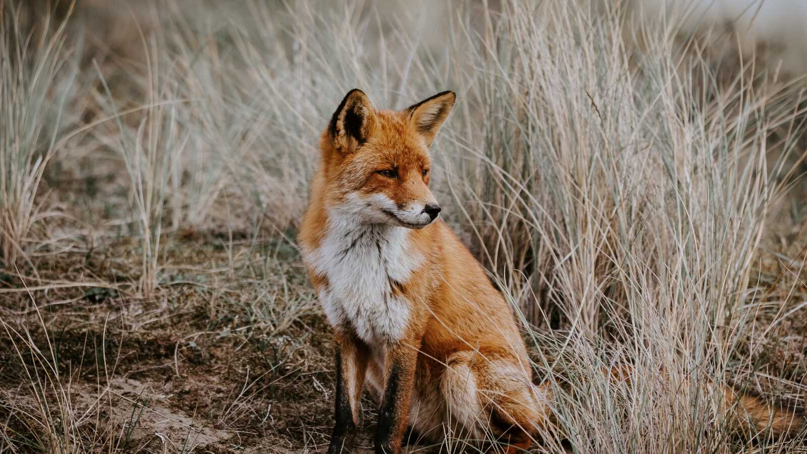 Fox Wallpapers (100 images) - WallpaperCat