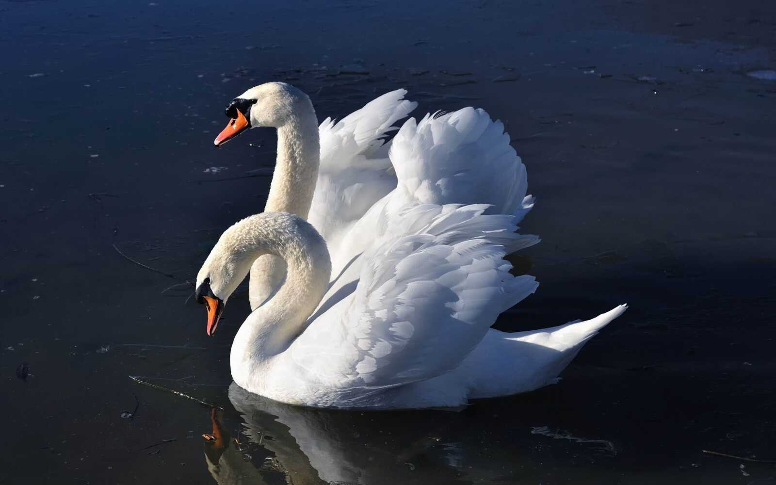 Swan Wallpapers (52 images) - WallpaperCat