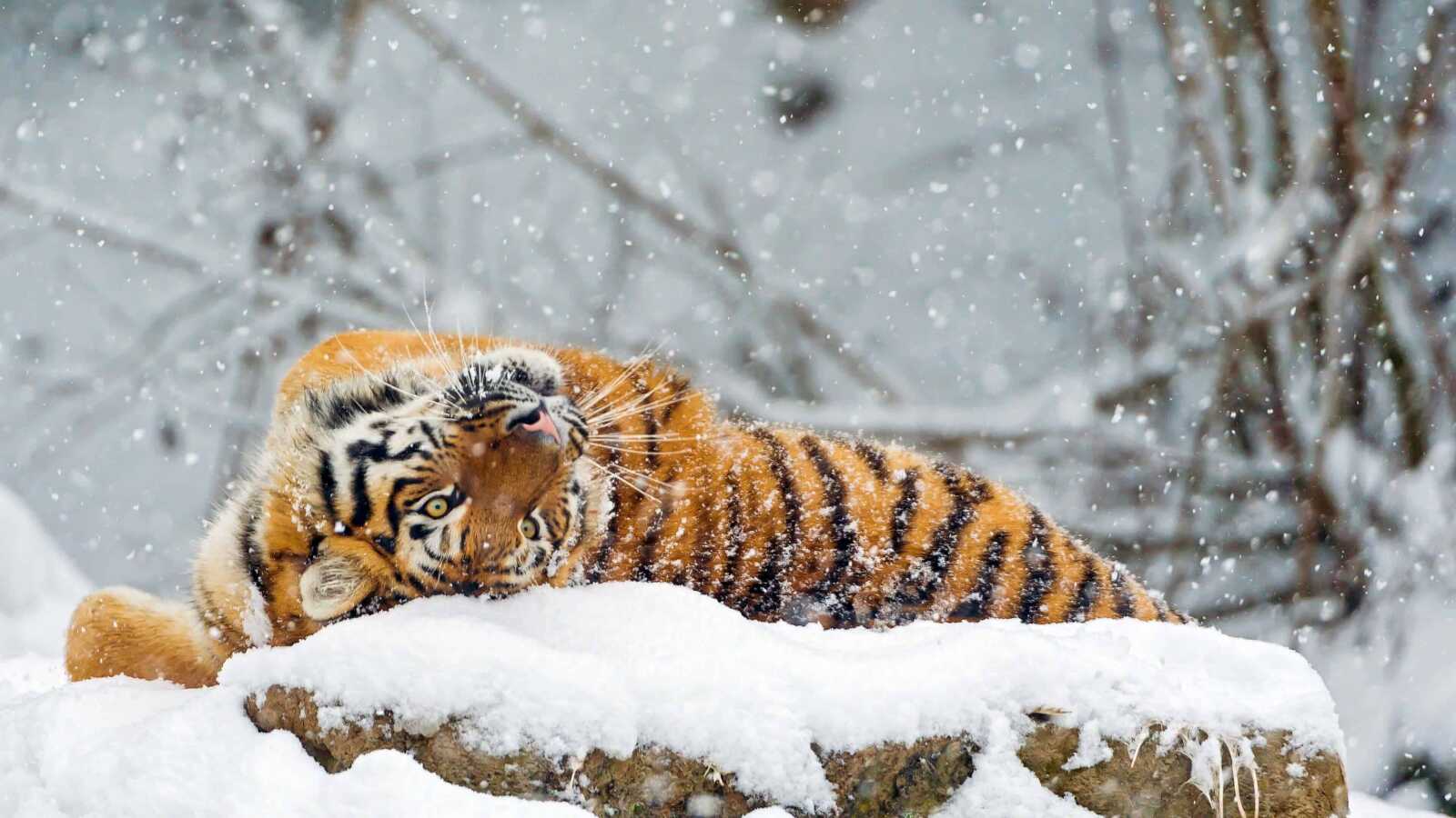 Tiger Wallpapers (86 images) - WallpaperCat