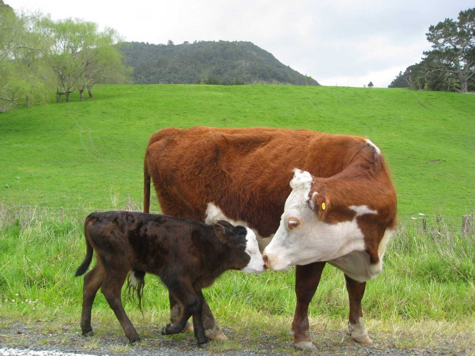 Farm Animals Wallpapers (54 images) - WallpaperCat