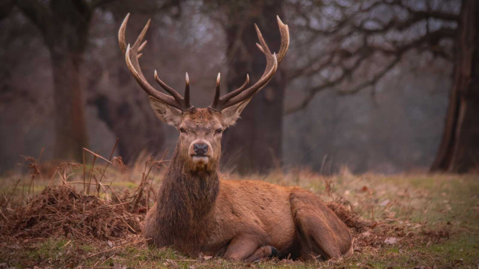 Deer Wallpapers (56 images) - WallpaperCat