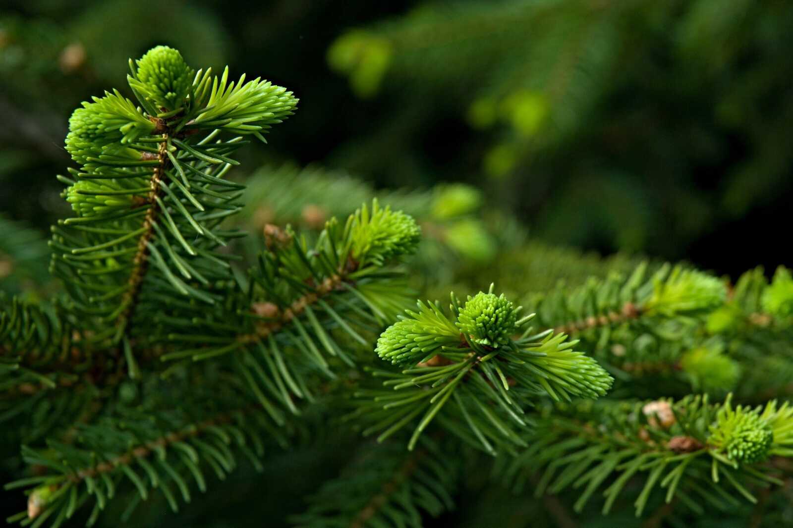 Pine Tree Wallpapers (80 images) - WallpaperCat
