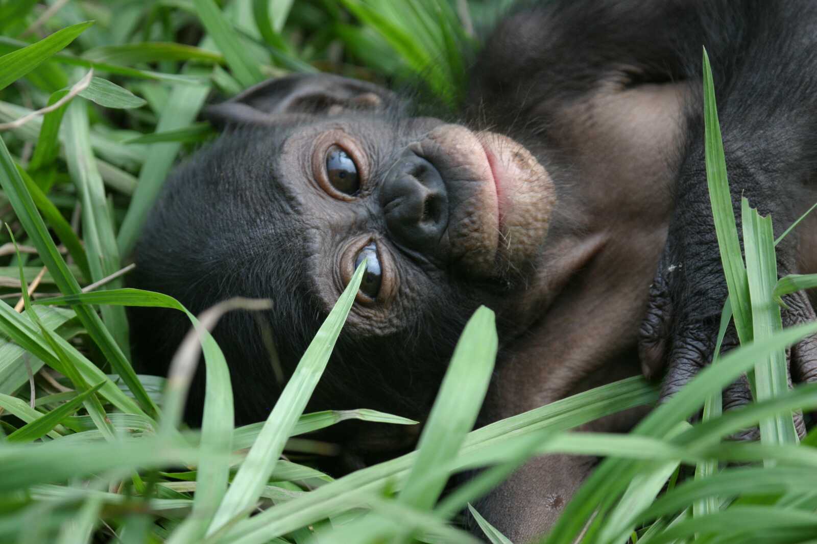 Bonobo Wallpapers (44 images) - WallpaperCat