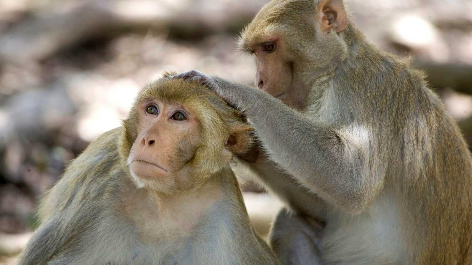 Monkey Wallpapers (60 images) - WallpaperCat