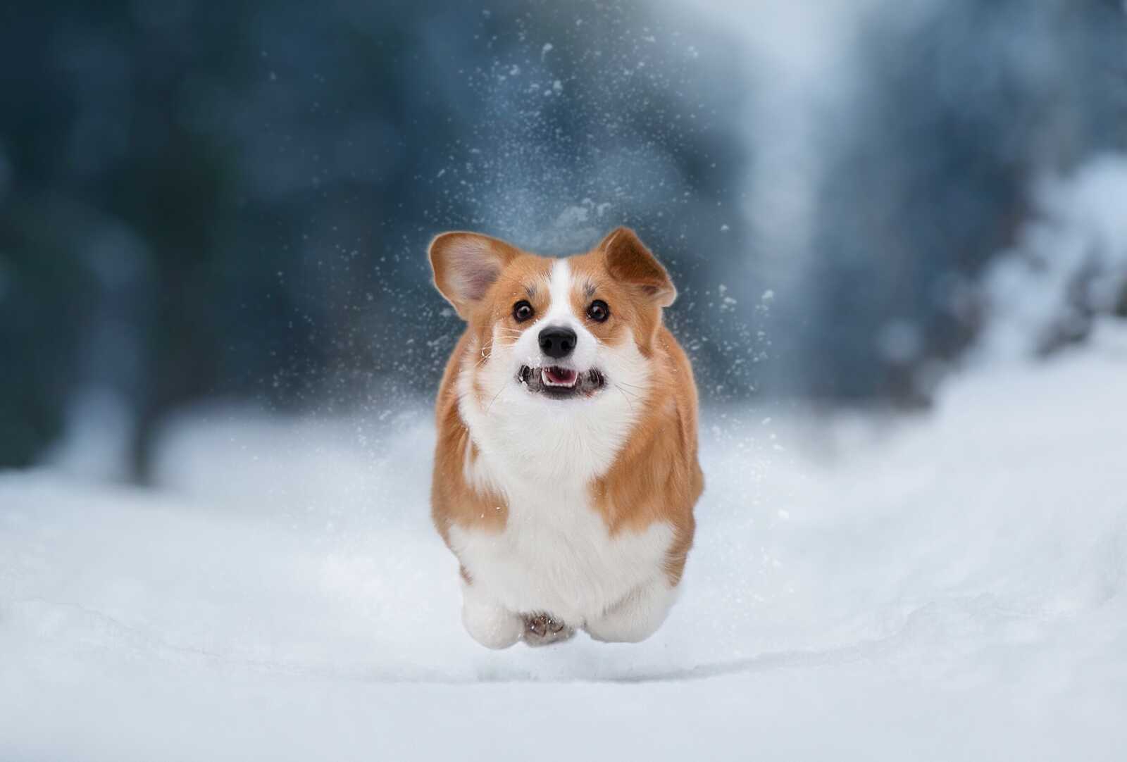 Corgi Wallpapers (61 images) - WallpaperCat