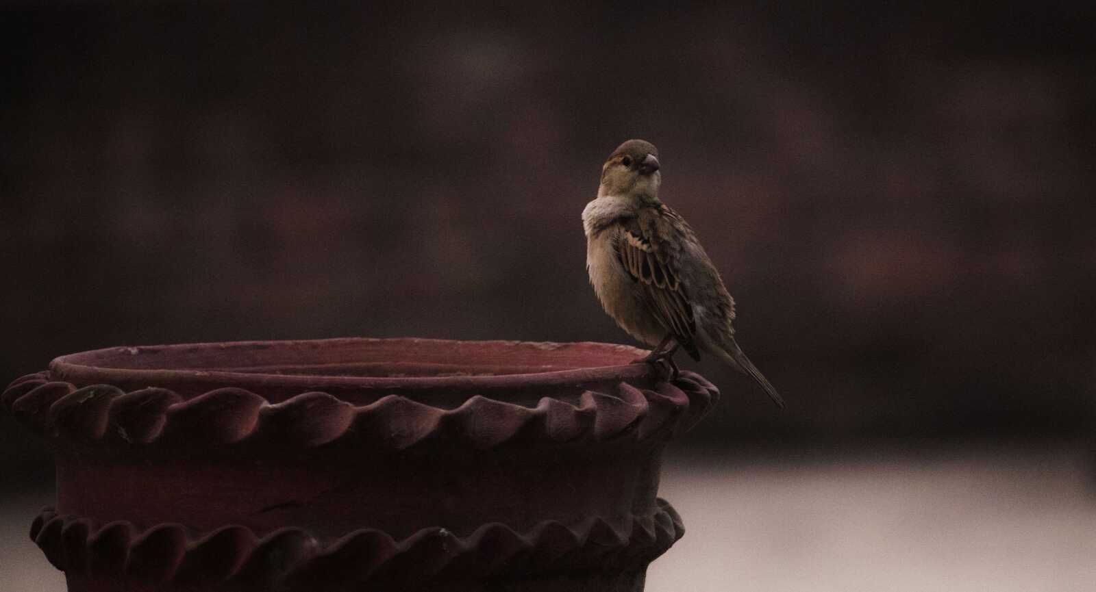 Sparrow (Bird) Wallpapers (46 images) - WallpaperCat