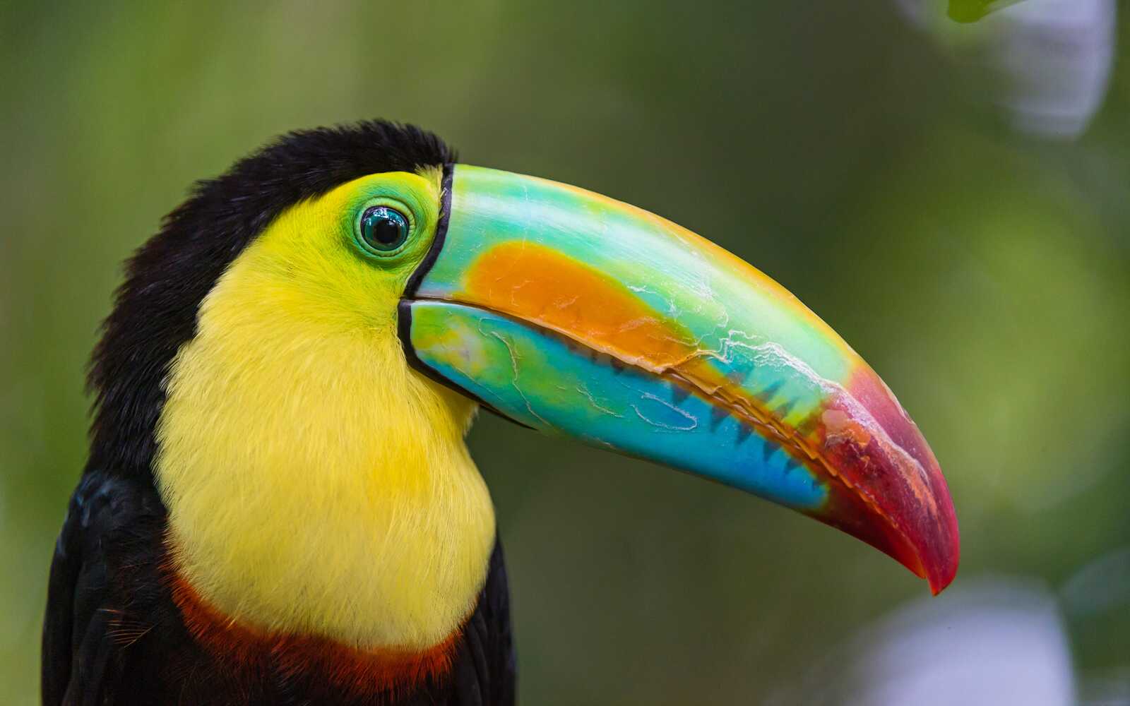 Toucan Wallpapers (71 images) - WallpaperCat