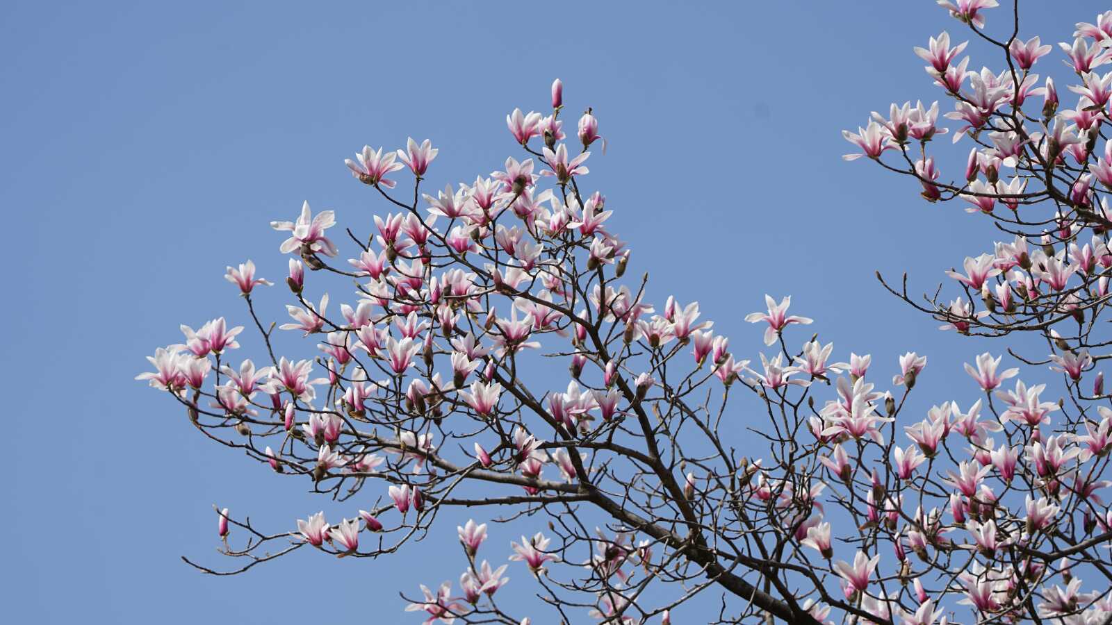 Magnolia Tree Wallpapers (54 images) - WallpaperCat
