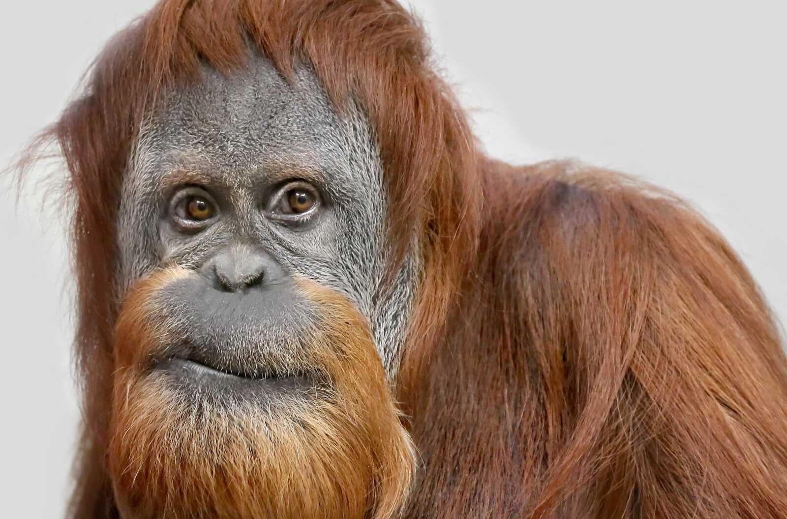 Orangutan Wallpapers (61 images) - WallpaperCat
