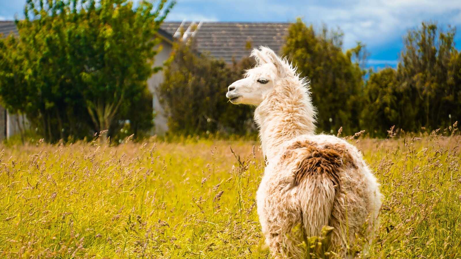 Lama Wallpapers (28 images) - WallpaperCat