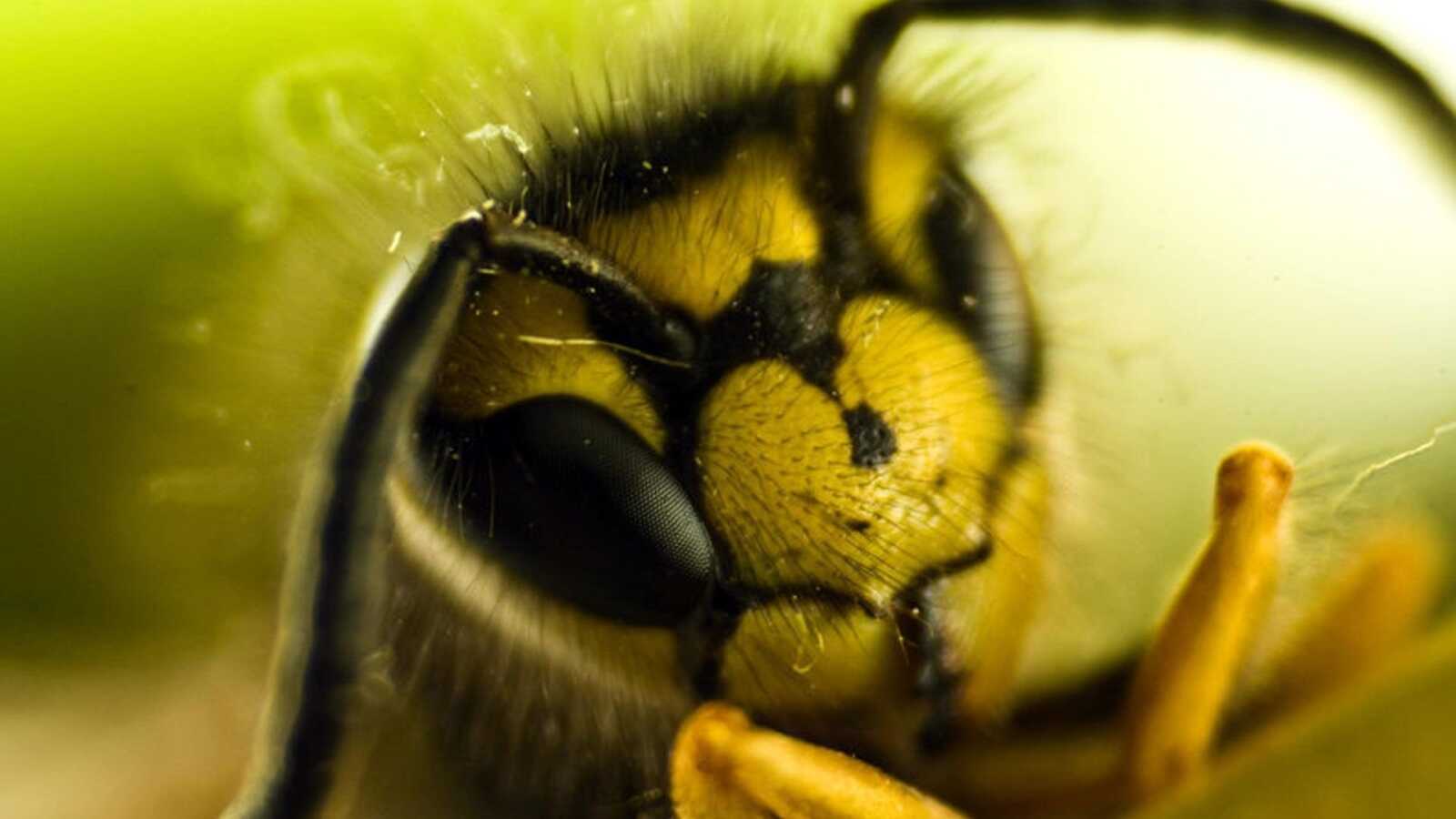 Bee Wallpapers (75 images) - WallpaperCat