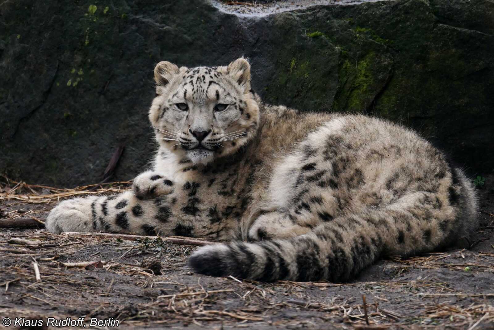 Snow Leopard Wallpapers (76 images) - WallpaperCat